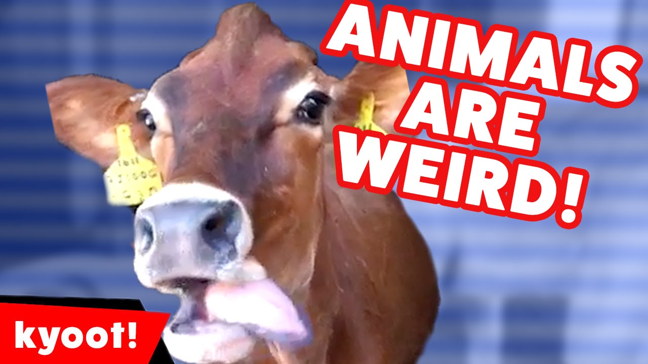 The Weirdest Cutest Funniest Animals of 2016 Weekly Compilation | Kyoot ...