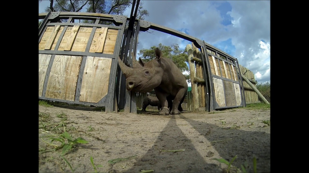 A Remarkable Rhino Rescue - YouTube