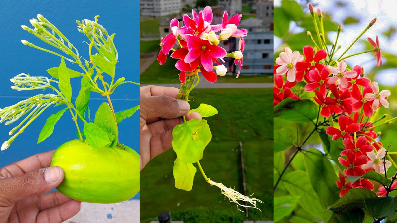 How to take cuttings of madhumalati or rangoon creeper easily. Nursery ...