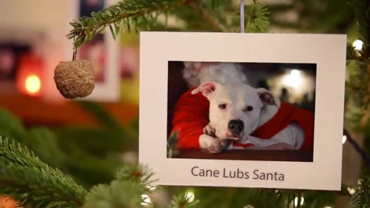 Cane's Bucket List #8 Santa Paws - YouTube