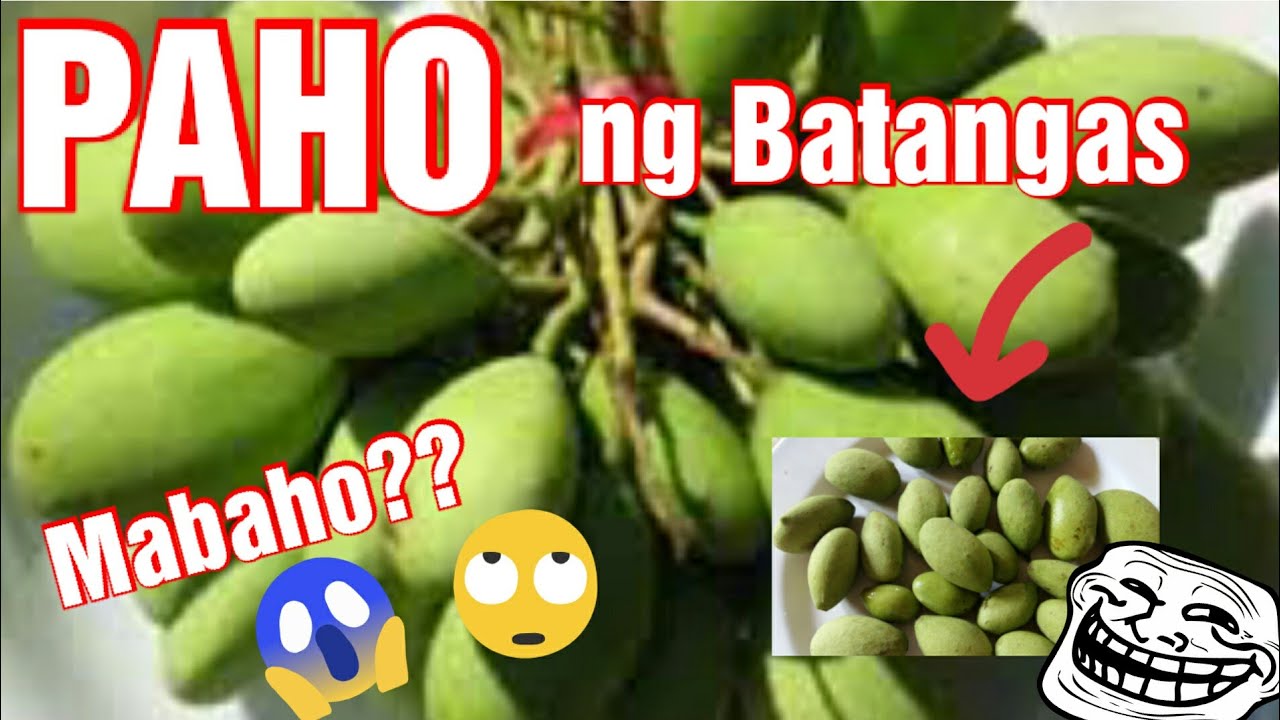 PAHO ng Batangas (Mangifera Altissima)| Pamgana ng mga Batangueño | Ala ...