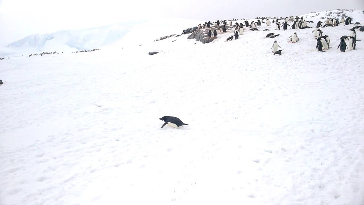 Adeelia pingviin tutvub inimestega - YouTube