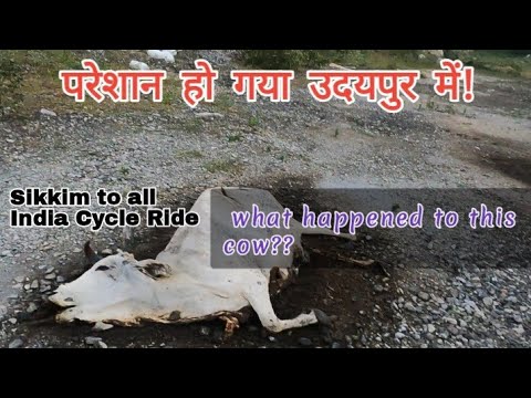 उदयपुर का सफर|What happened to this cow?|Sikkim to All India Cycle Ride ...