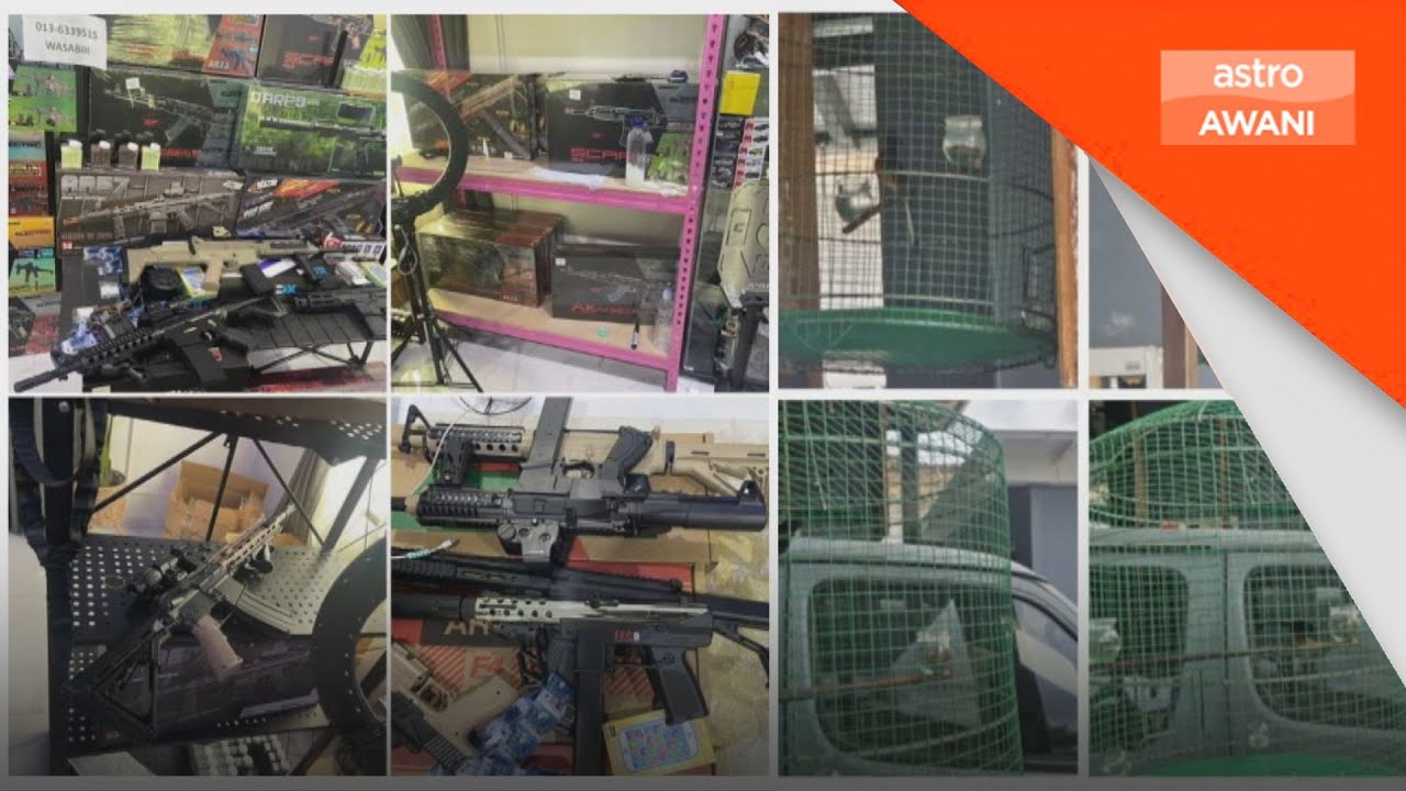 Op Taring: PDRM rampas senjata tiruan, hidupan liar tanpa permit dan ...