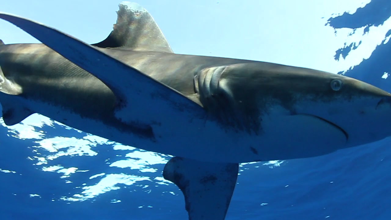 Requin Longimane - Longimanus Shark - YouTube