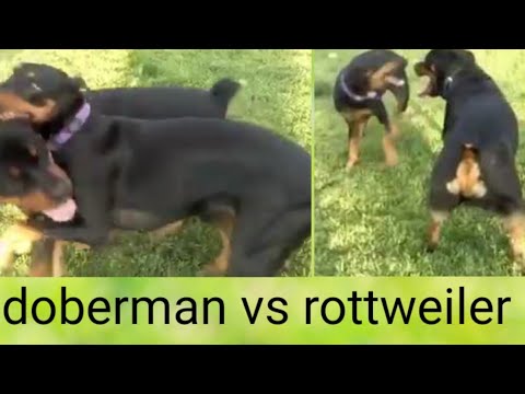 Doberman Vs rottweiler. Doberman and rottweiler. Doberman and ...
