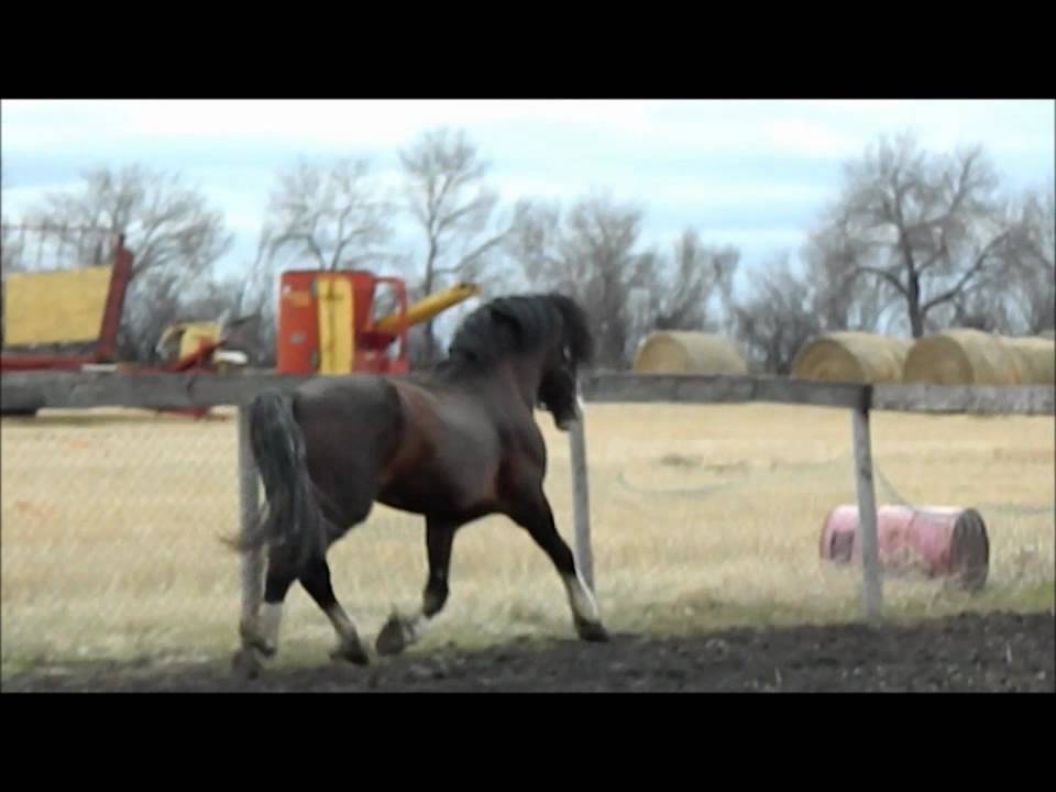 Gallod Welsh Comet Section D Welsh Cob Stallion - YouTube