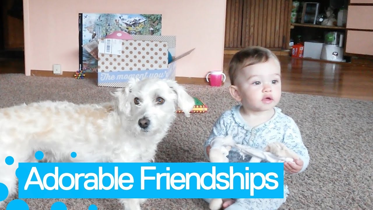 Top 15 Adorable Babies and Pets Moments | Funny Pet Compilation 2019 ...