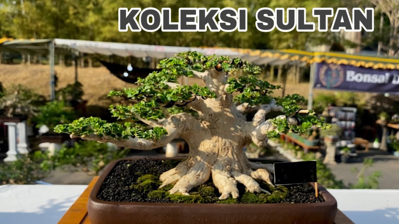 INSPIRASI BONSAI SULTAN DI PAMNAS BADUNG BALI - YouTube