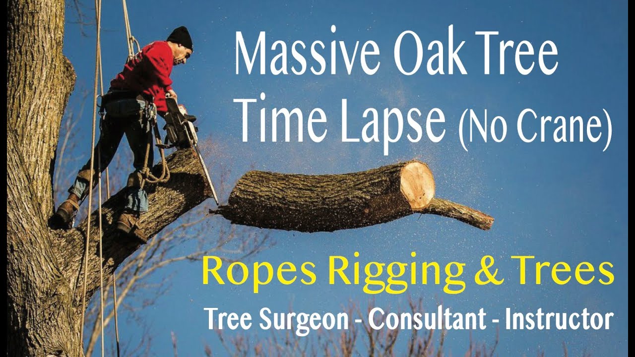 Massive Oak Tree Removal (Time Lapse / No Crane) - YouTube
