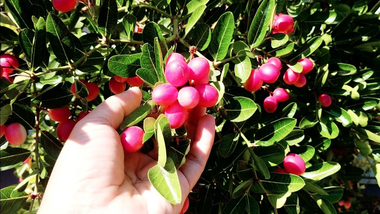 Buah unik dan langka terlihat menggiurkan - buah renda atau karendang ...
