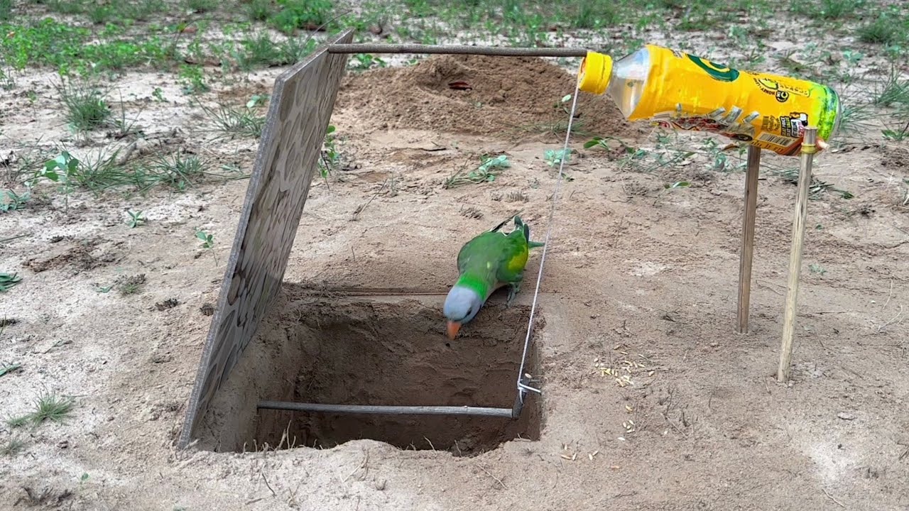 Innovation Easy DIY Parrot Trap || Wonderful Trap - YouTube