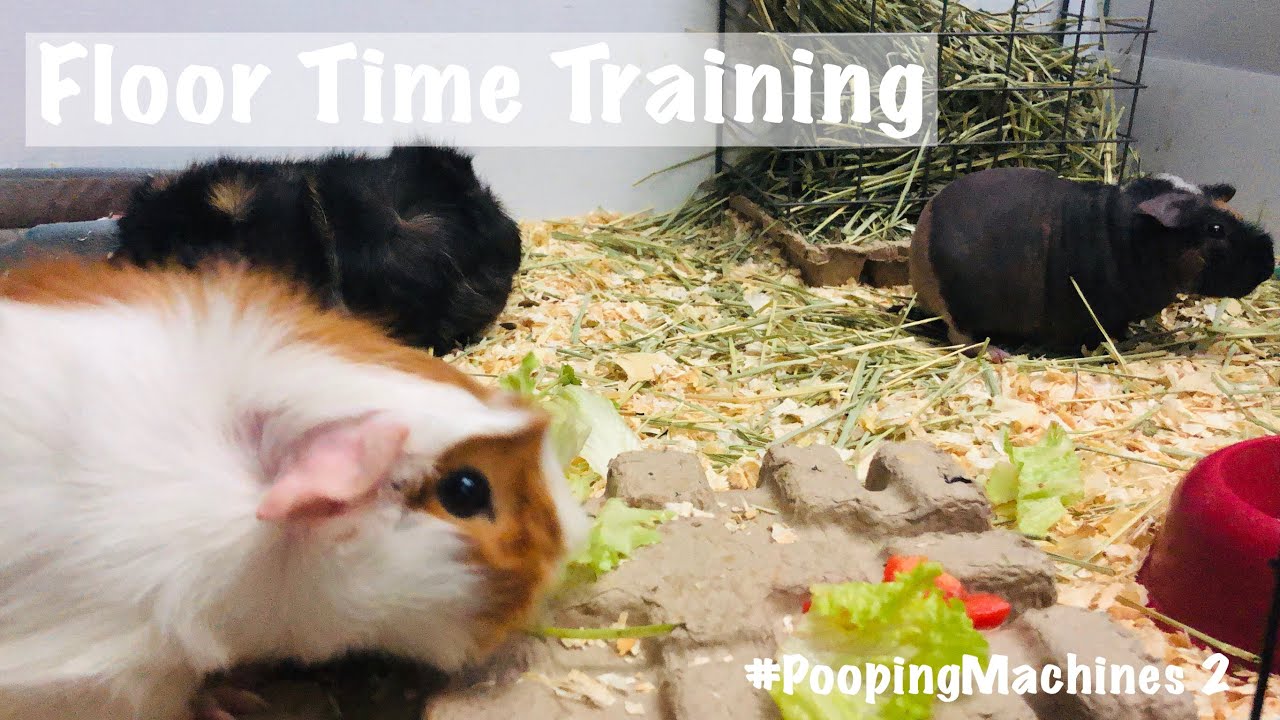 Floor Time Training / Pooping Machines - YouTube