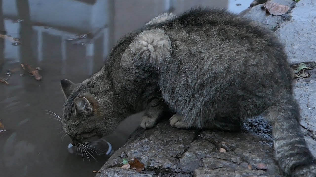 Cat drinking water from a puddle - YouTube