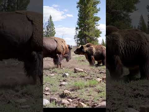 a dramatic fight between a massive American bison and a powerful grizzly bear in a rugged mountain