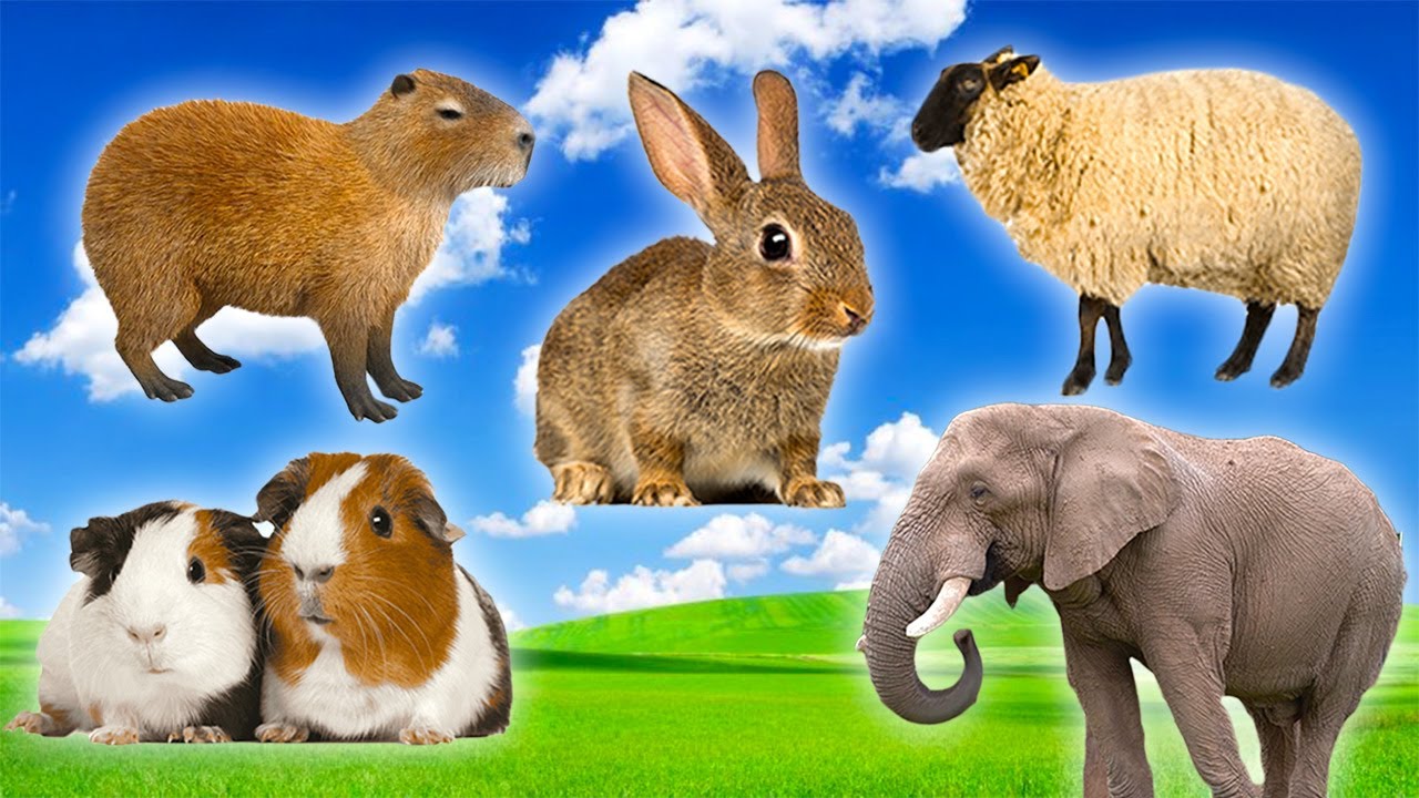 Distinguishing terrestrial animals - Guinea Pig, Capybara, Rabbit ...