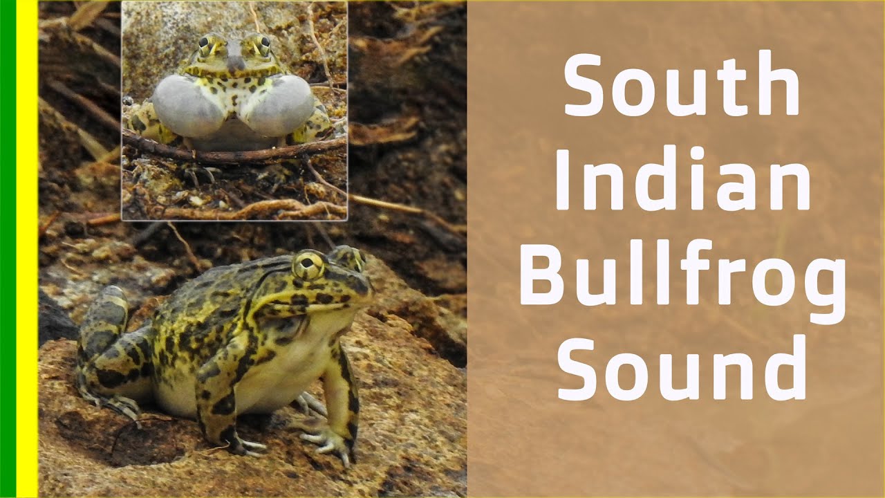 South Indian Bullfrog sound / Jerdon's Bullfrog call and sound - frog ...