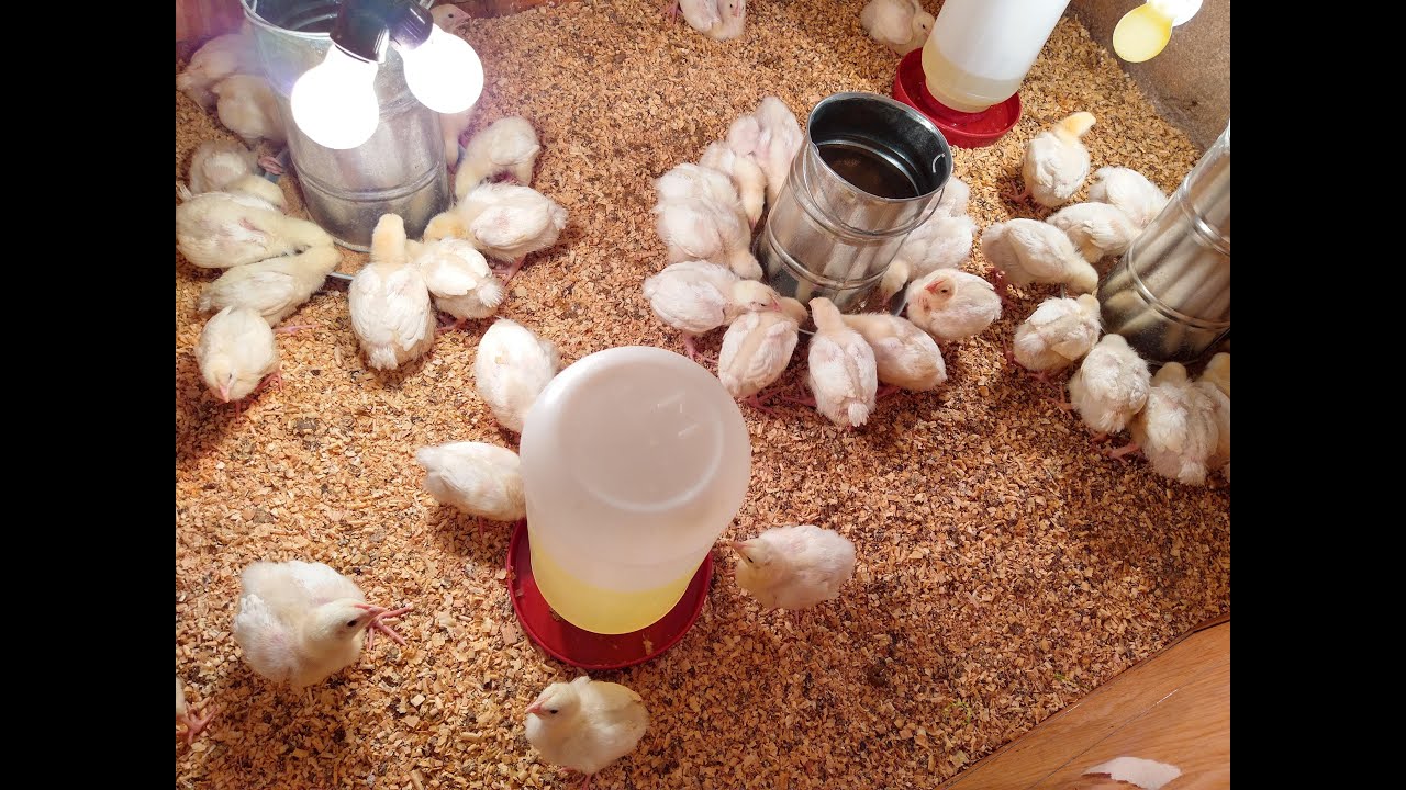 Pollos De Engorde 🐥 - YouTube
