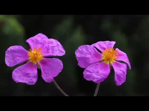 Sen Gülleri Kokla 🌹MENZİL🌹