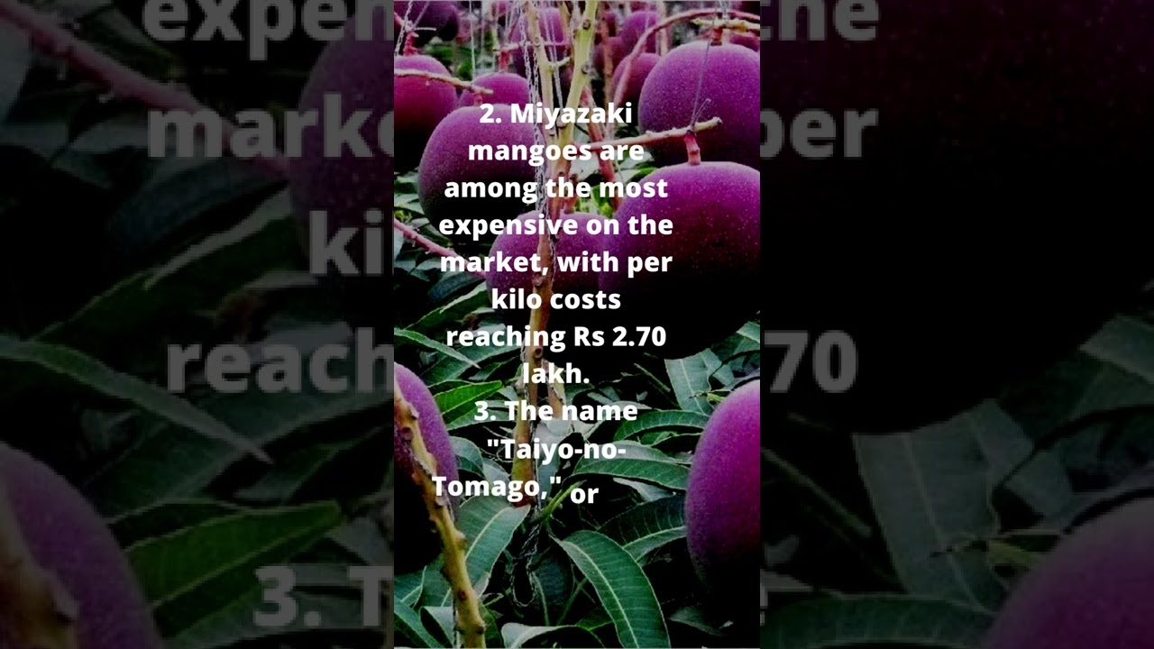 Purple mango (Miyazaki mango) | Facts About Purple Mango | The world’s ...