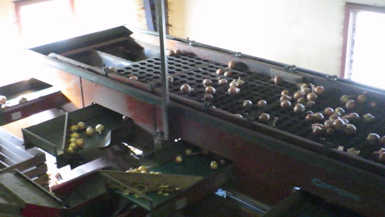 Compas onion grader onion sorter EAS 120 x 120 FOR SALE - YouTube