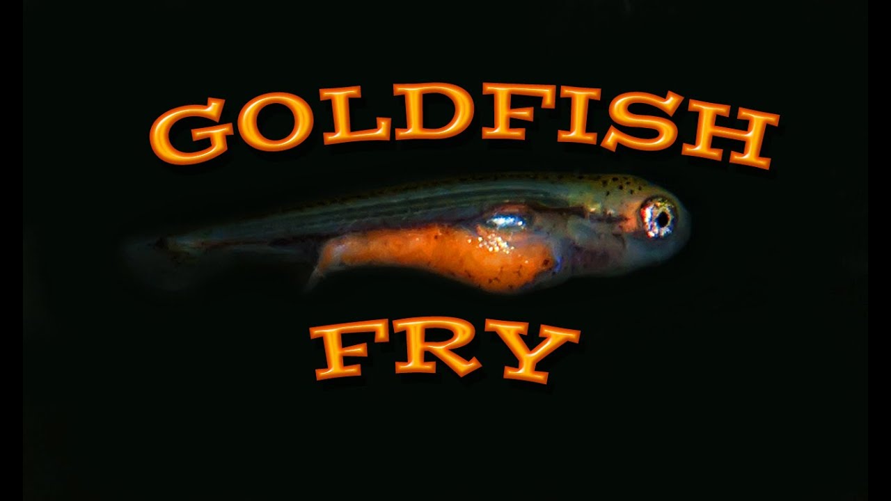 New born ryukin goldfish fry - YouTube