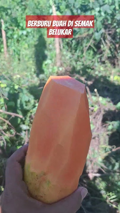 Berburu Buah di semak belukar - YouTube