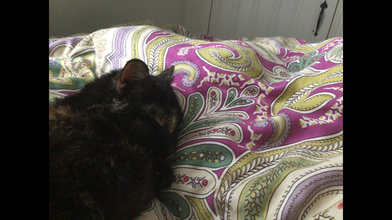 Cat doing cat - YouTube