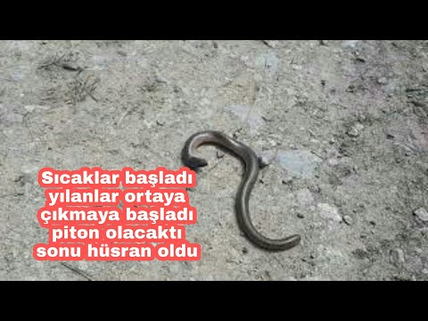 Yılan yolumuzu kesti sıcaklık başladı yılanlar çıkmaya başladı