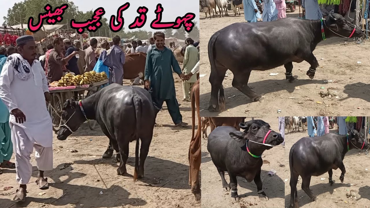 Smallest mini buffalo in the world - YouTube