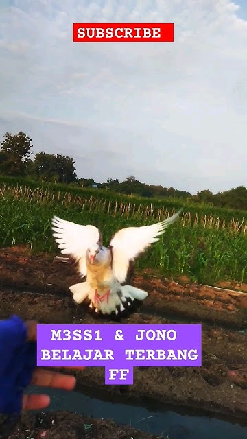 MERPATI FF SI M3SS1 ‼️ #pigeon #birds #merpatifreefly #merpatiboy #kabutar - YouTube