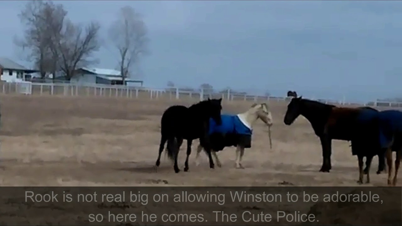 Tami Marler saved baby horse saved from slaughter. Now Winston pesters ...