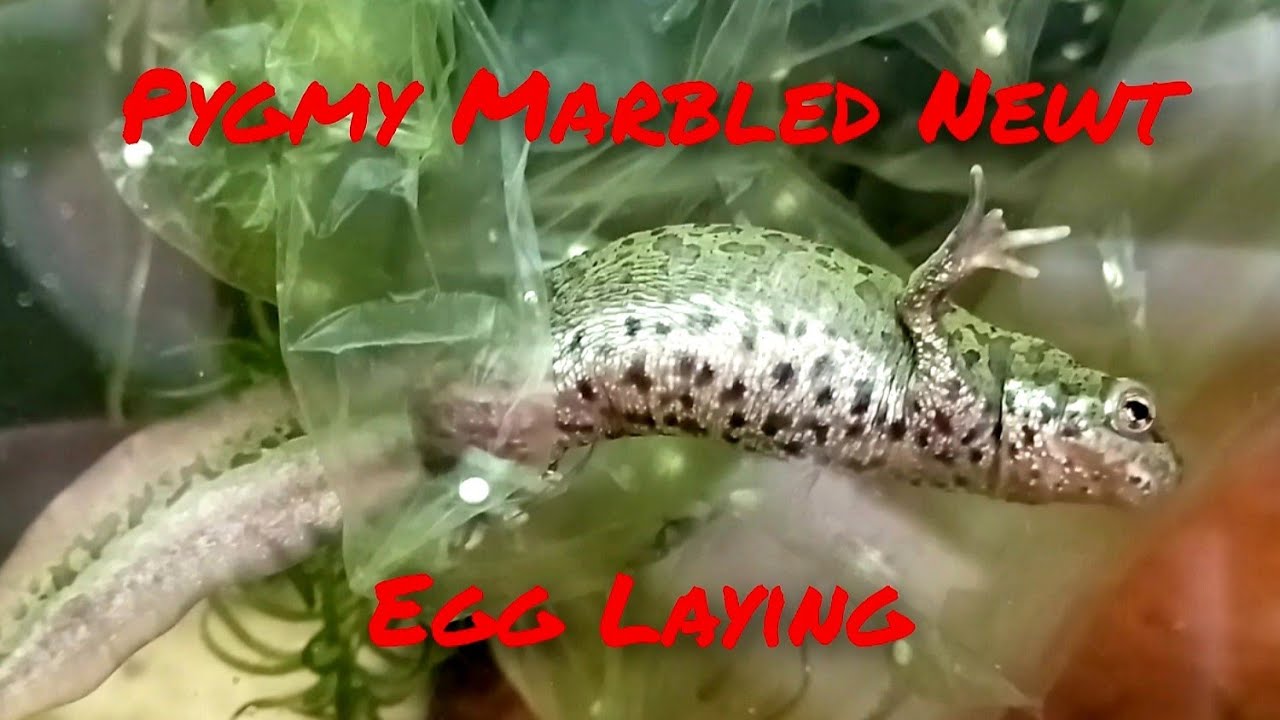 Pygmy Marbled Newt Laying Eggs - YouTube