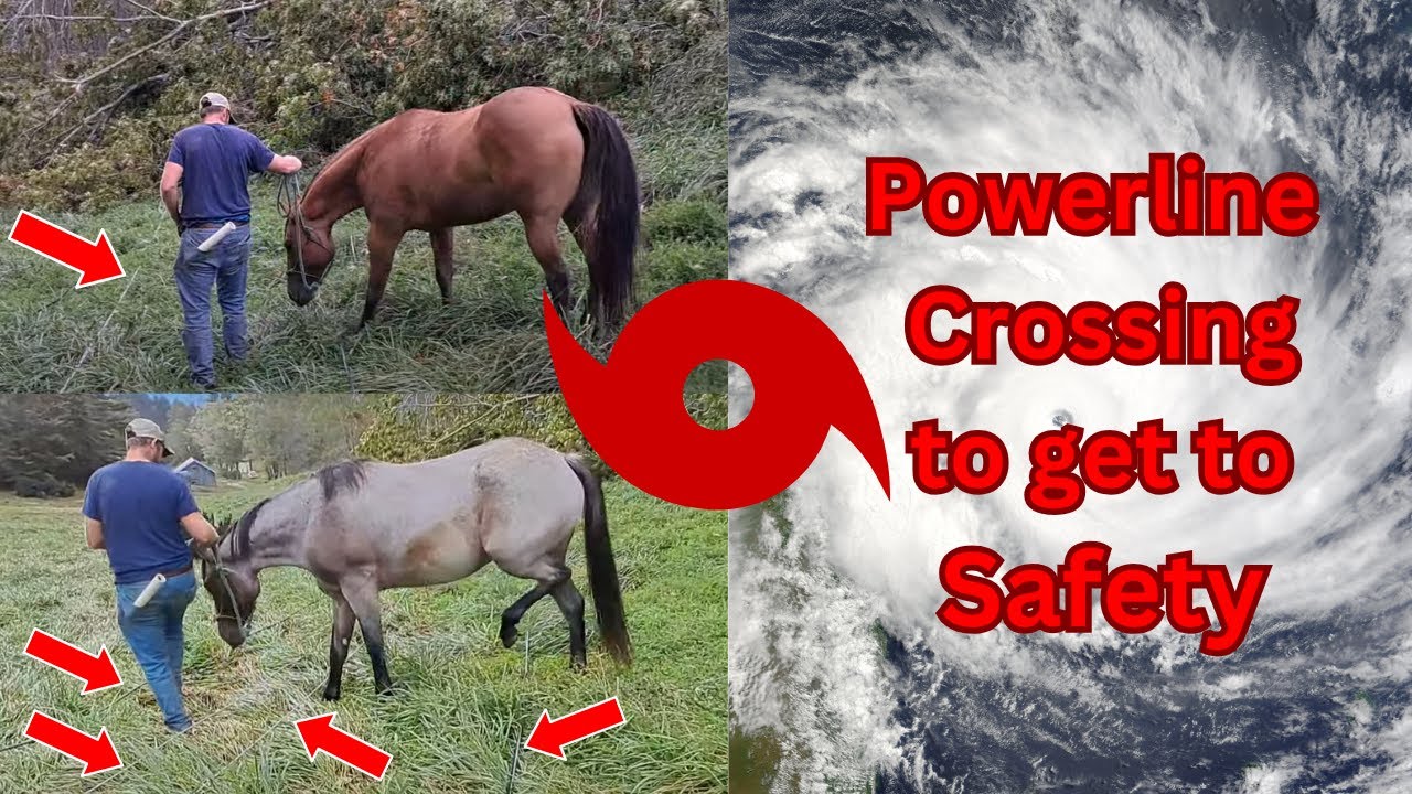 Hurricane Helene Aftermath: Crossing Power Lines to get Horses to ...
