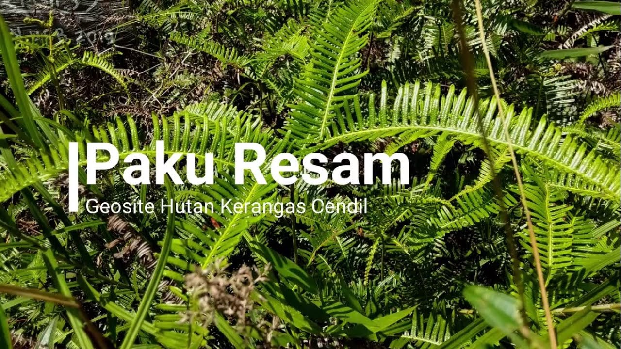 Flora Info: Paku Resam | Geosite Hutan Kerangas Cendil - YouTube