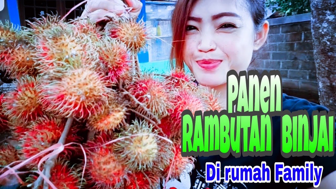 Panen rambutan binjai di rumah pak lek asli blitar || Harvest rambutan ...