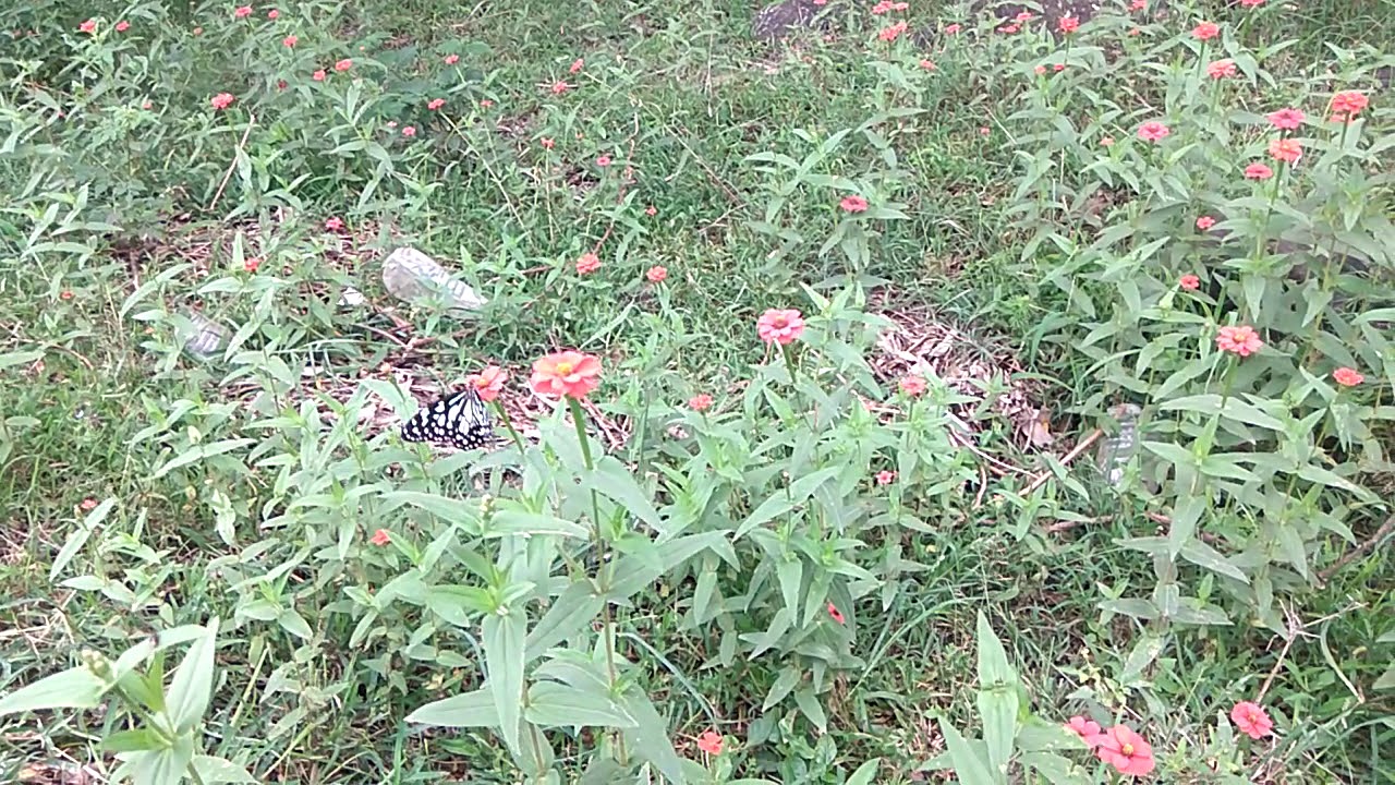Butterfly Event Catch on Flower - YouTube