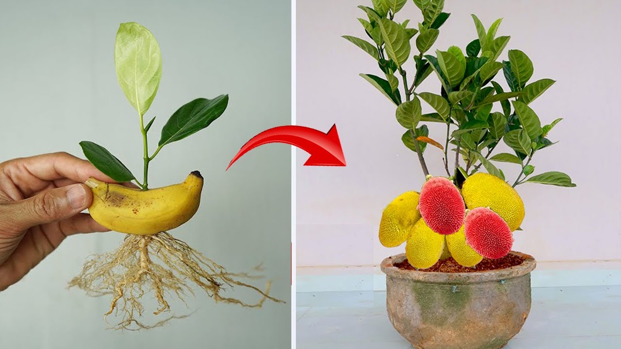 Simple jackfruit tree propagation techniques combined with bananas stimulate rapid rooting - YouTube
