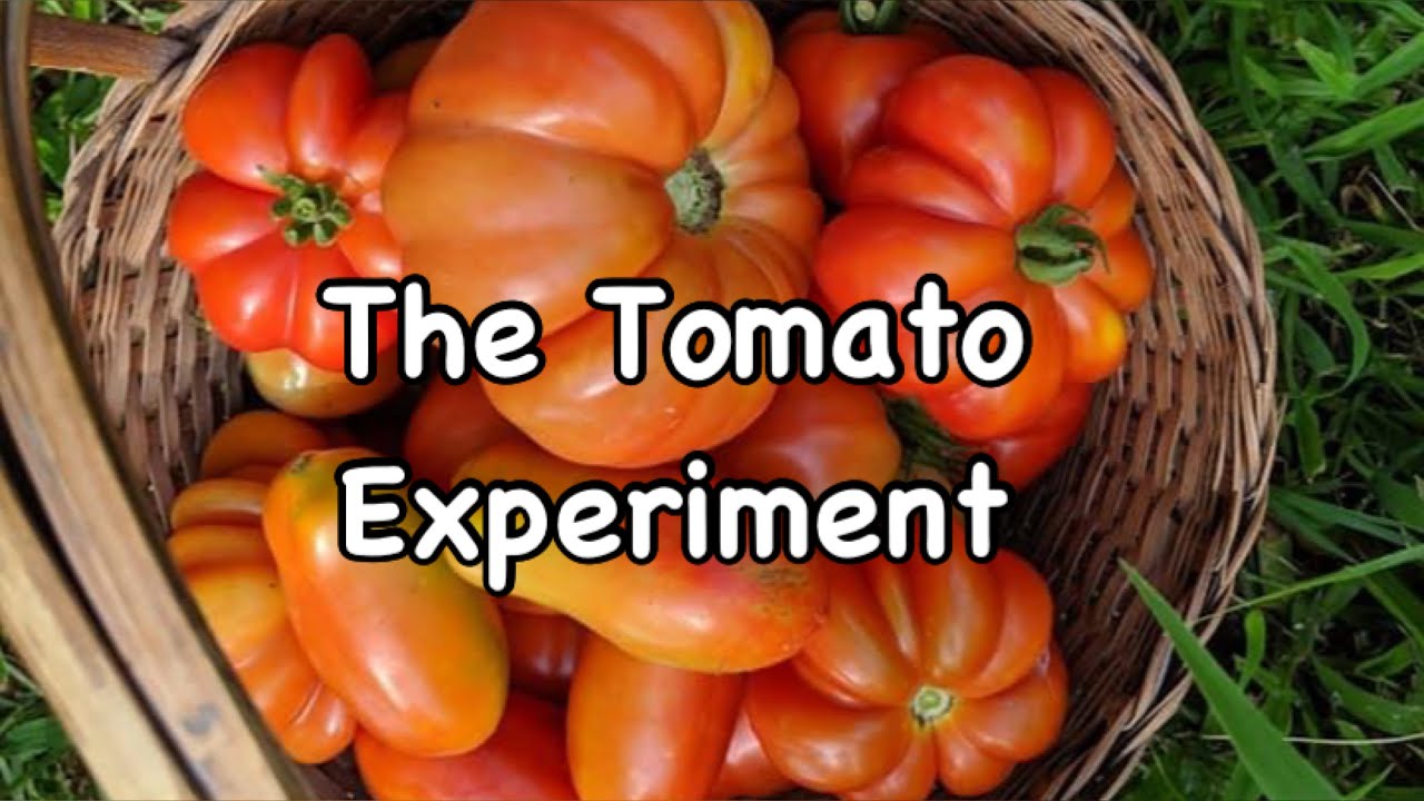 What Tried And True Tips Grow The Best Tomatoes? Let’s Put It To The ...