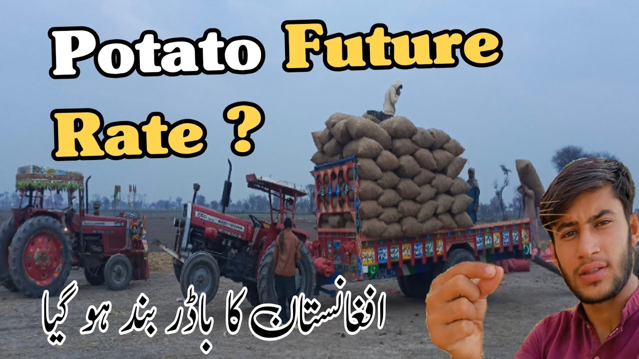 Potato Export From Pakistan | Potato Export ka tarika | Import Export ...