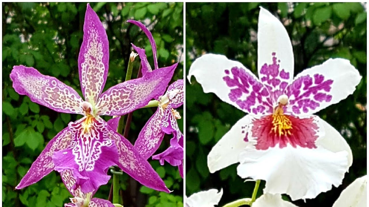 Beallara Big Shot 'Hilo Sparkle' & Marfitch 'Howards Dream' AM/AOS ...