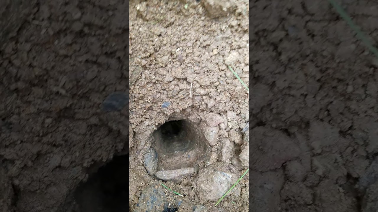 Hole in the septic leach field - YouTube