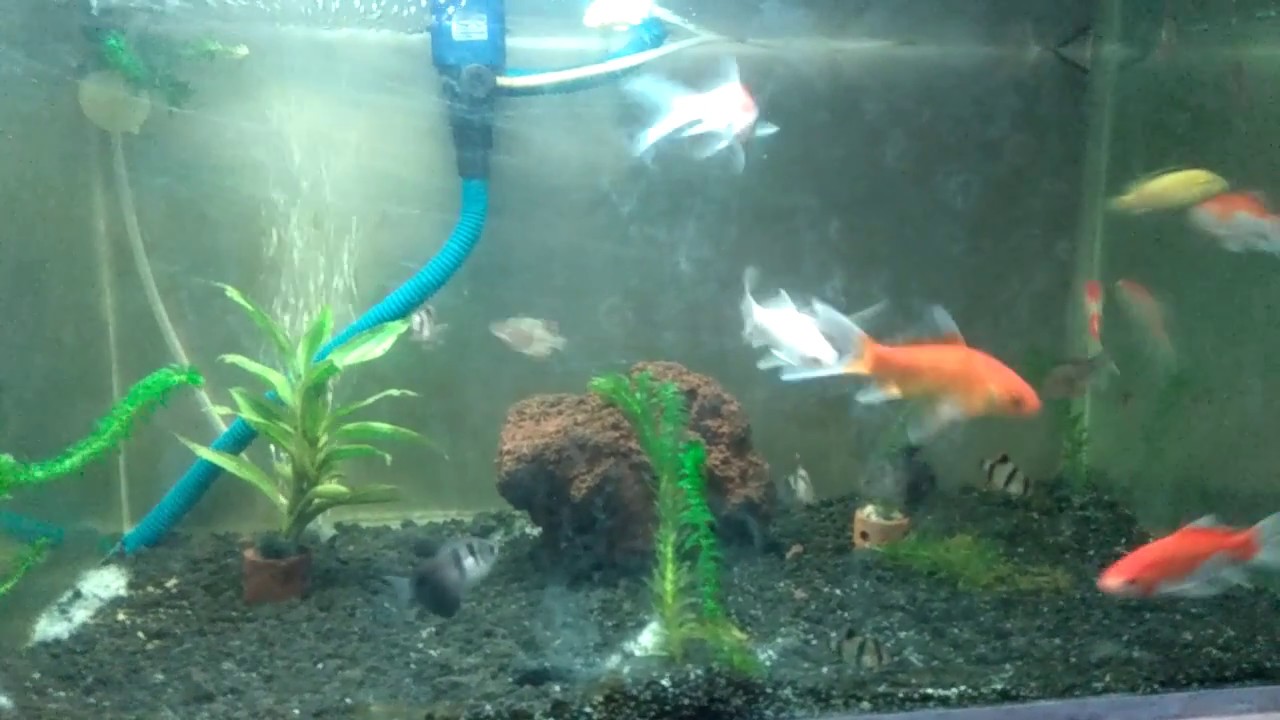 Goldfish and Brothers Have a Good Mood in Morning - YouTube