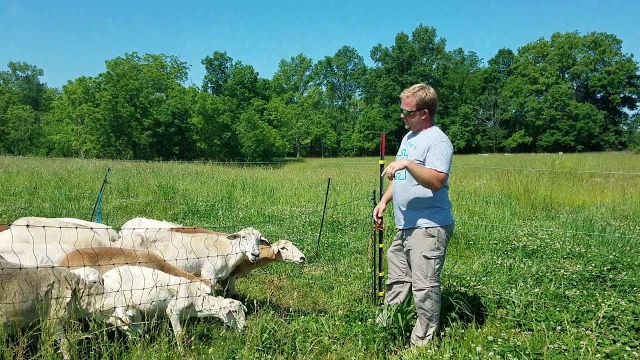Sheep loving Switchgrass and a Sheep Stampede - YouTube