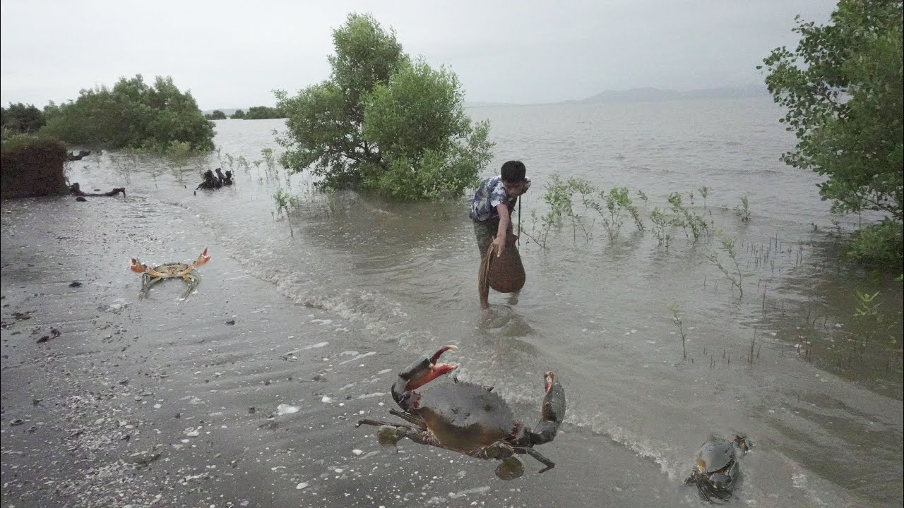 Amazing Catching Giant Mud Crabs in Seashore - Fishing unique - YouTube