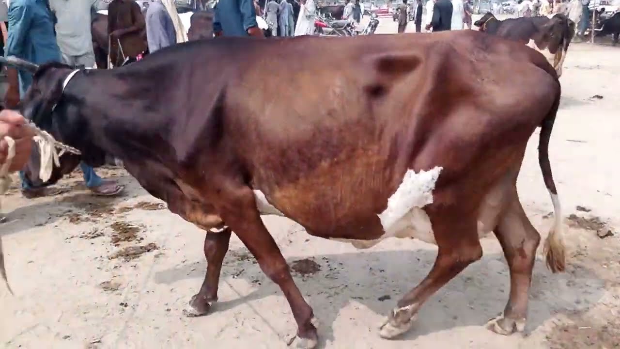 Walati Cow for sale today - Friesian Cow for sale today - YouTube