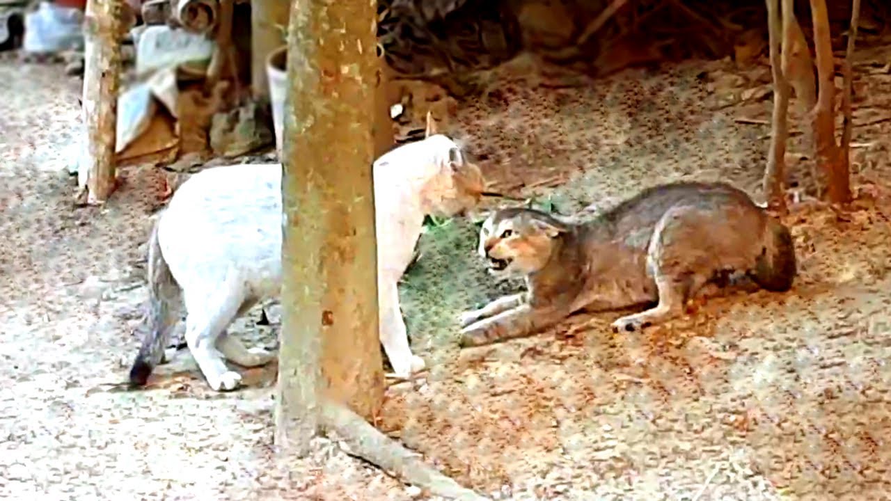 Two cats fight and quarrel || Playing with cat leaves. - YouTube