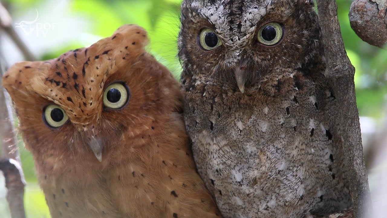 En af verdens mest sjældne ugler er truet - YouTube