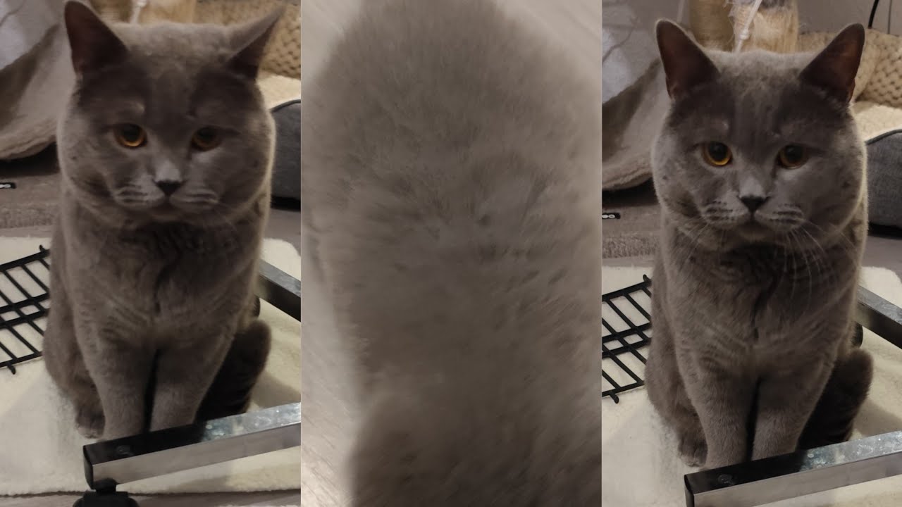 Apollo The Cat is live//we have being playing♥️ - YouTube