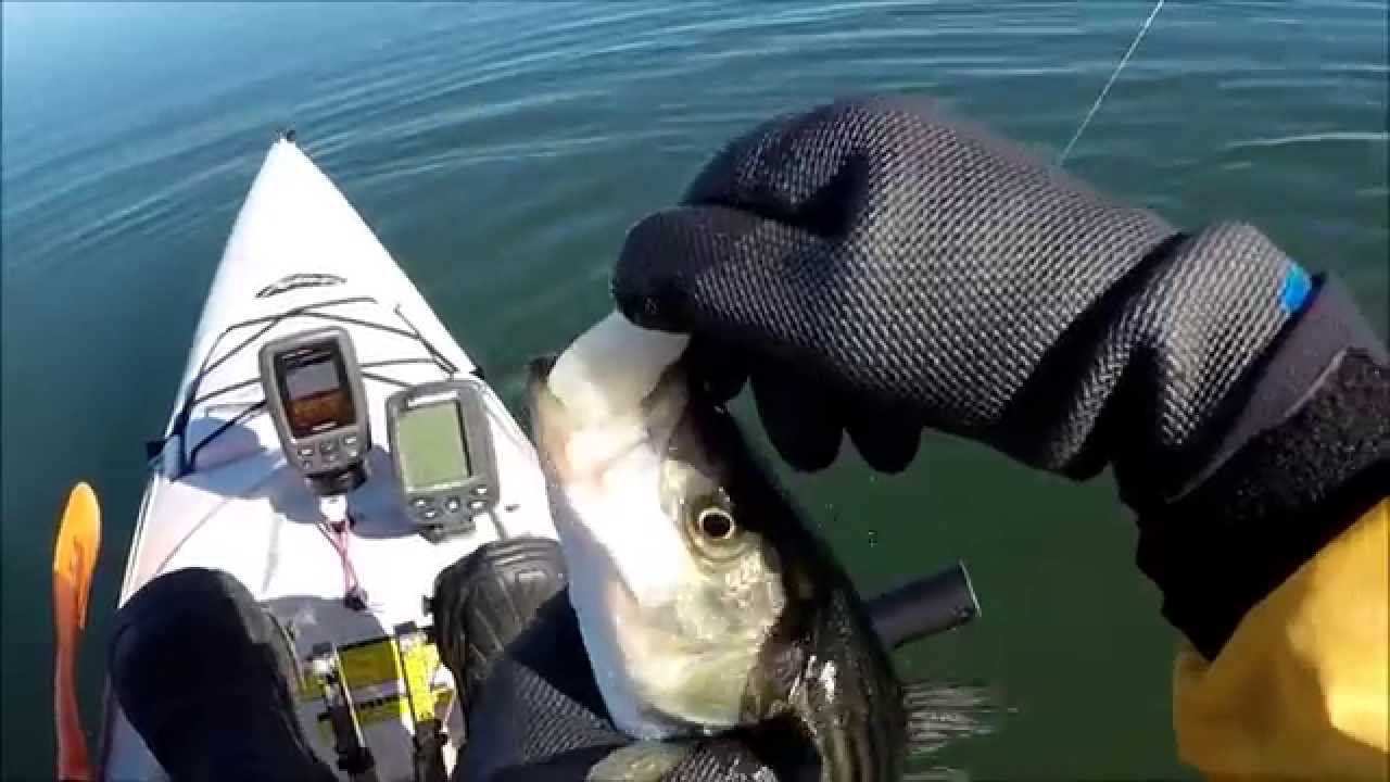 Lake Anna Schoolie Stripers (Jan 31, 2015) - YouTube